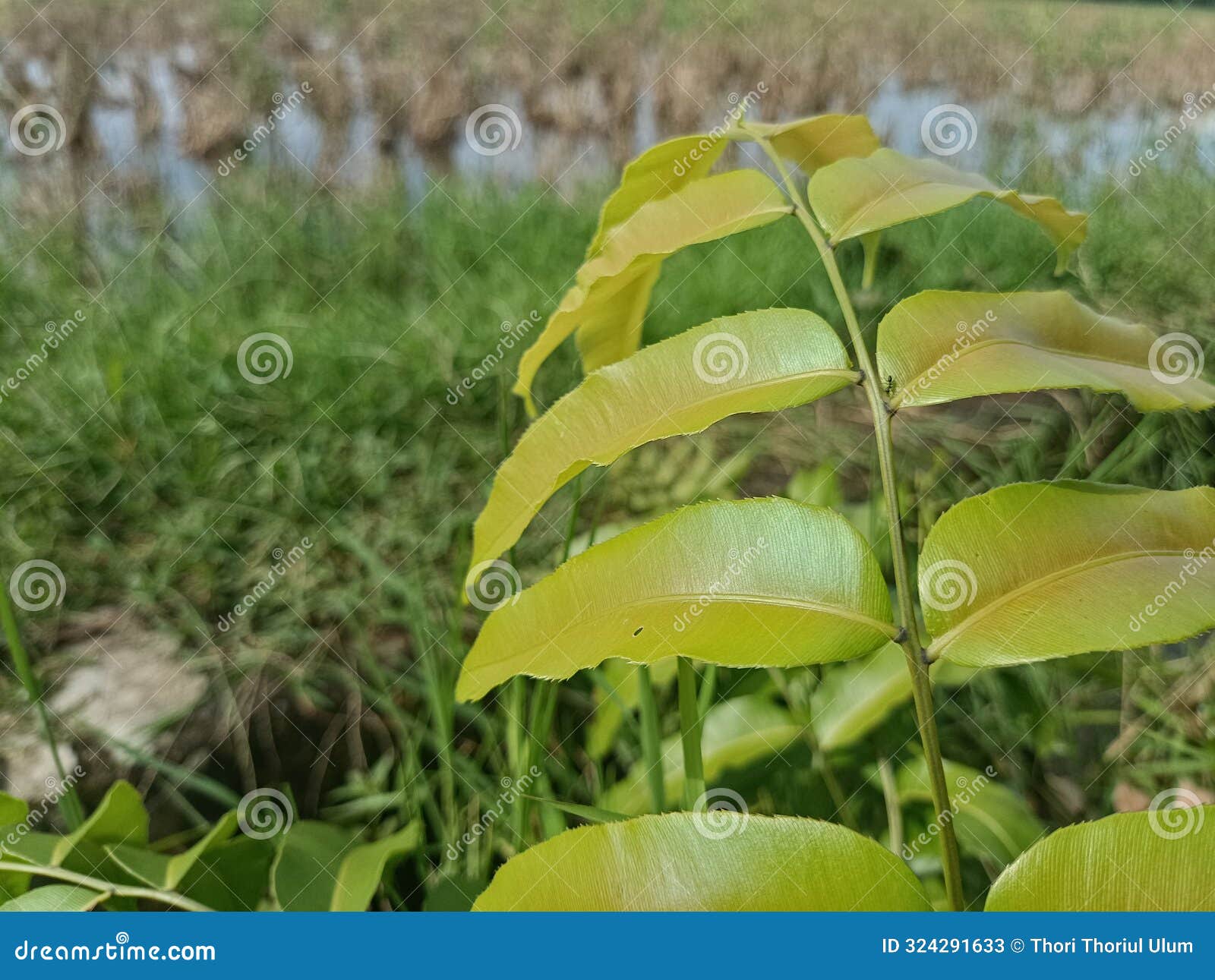 Fern Plant with the Scientific Name Stenochlaena Stock Image - Image of ...