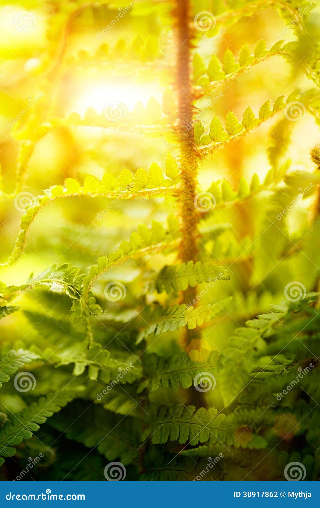 394 Fern Sun Flare Photos - Free & Royalty-Free Stock Photos from ...