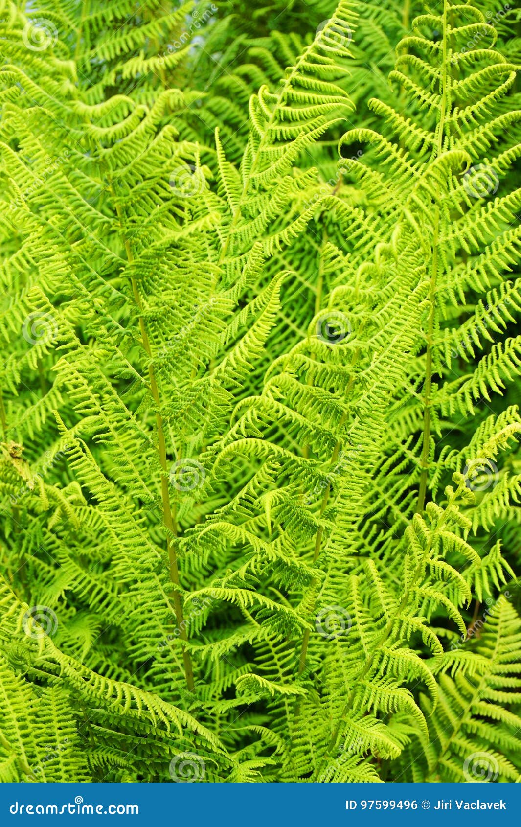 Fern plant texture stock photo. Image of environment - 97599496