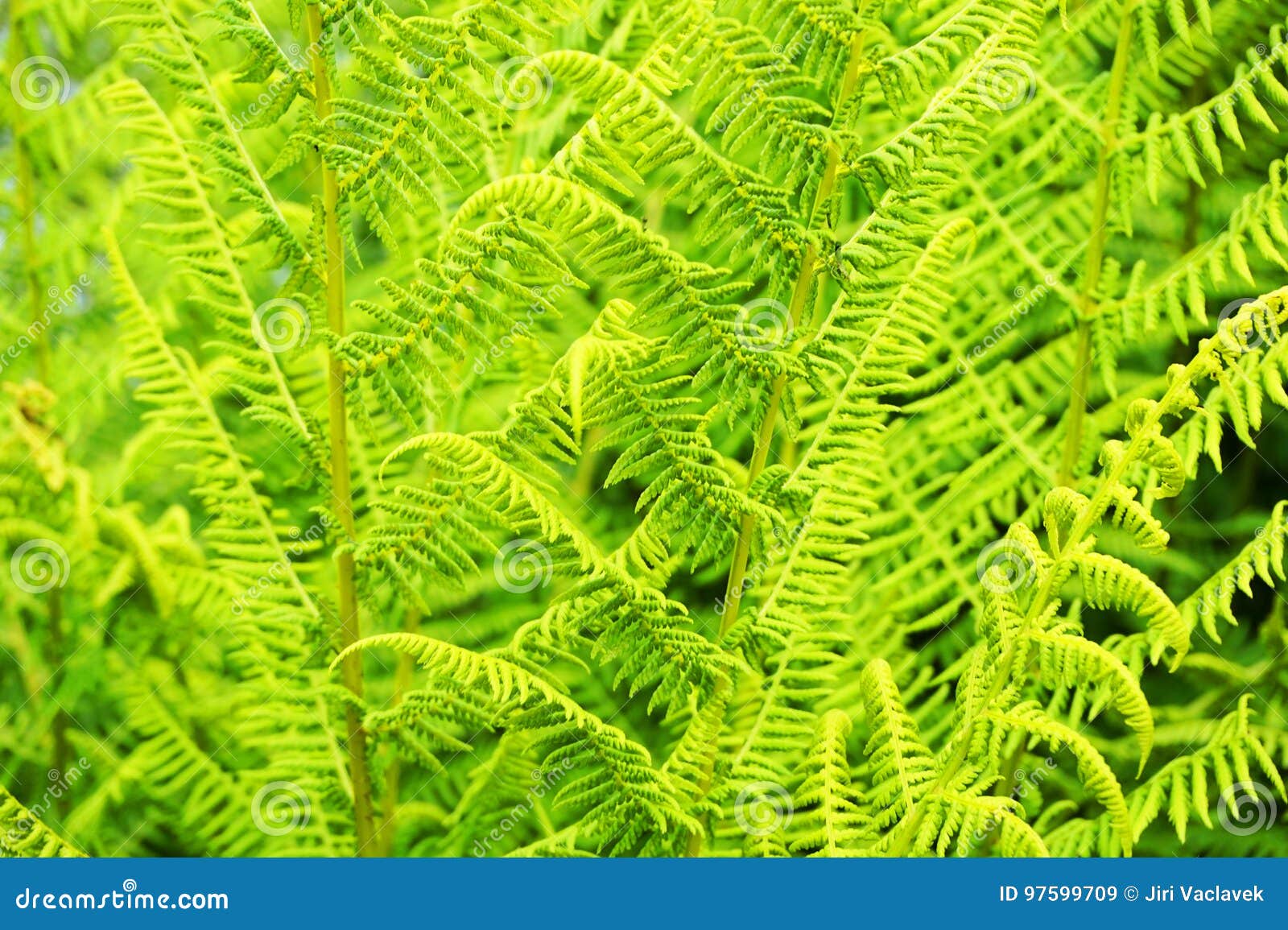 Fern plant texture stock image. Image of plant, green - 97599709