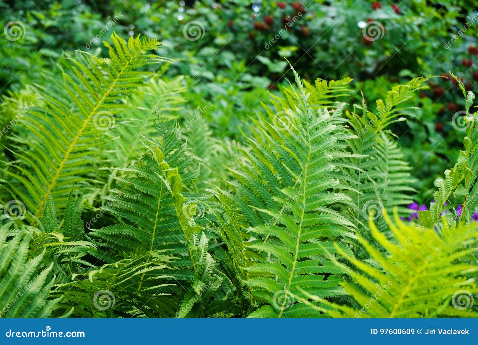 Fern plant texture stock image. Image of pattern, closeup - 97600609