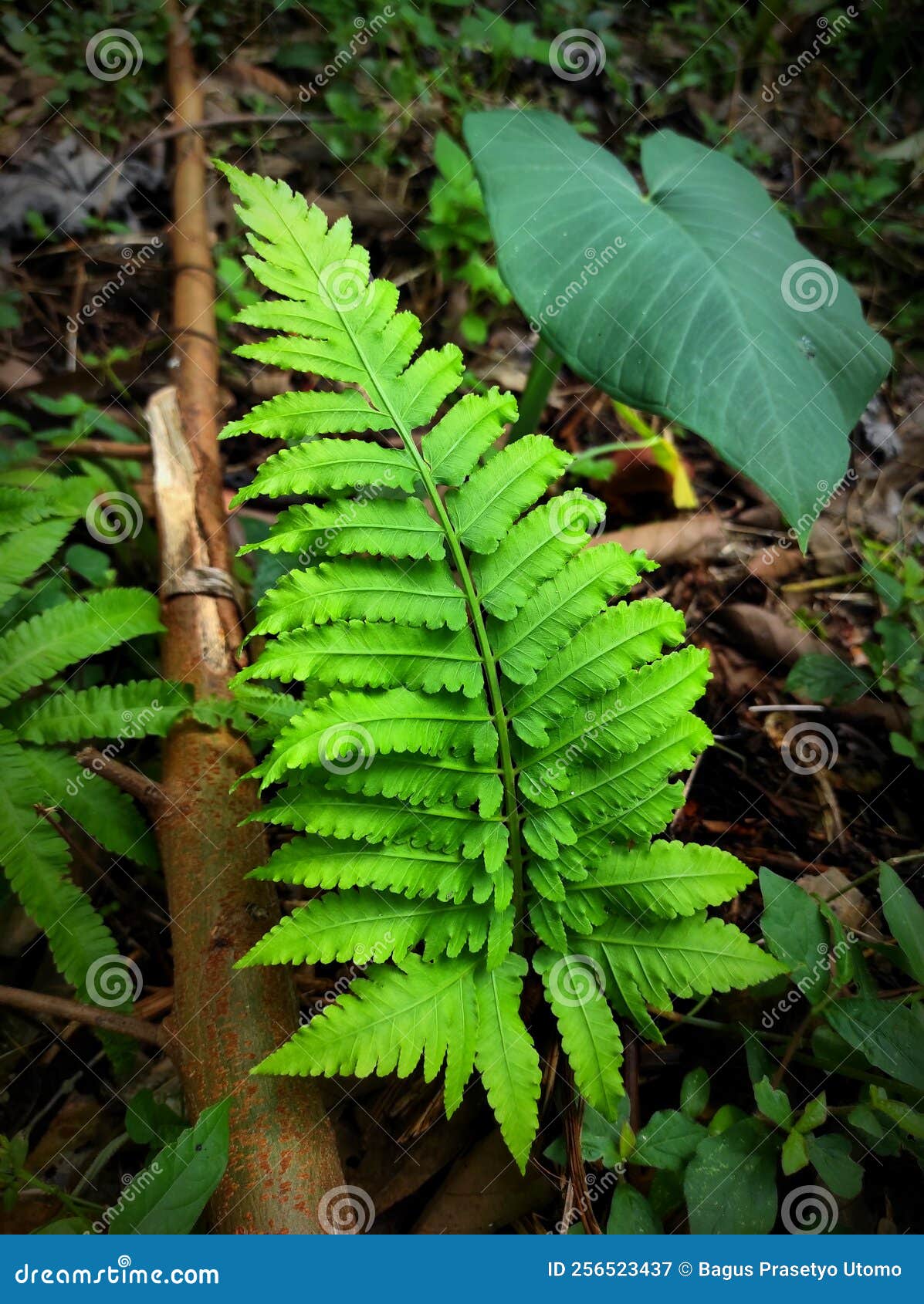 A Fern Plant with a Unique Shape and Beautiful Texture Stock Image ...