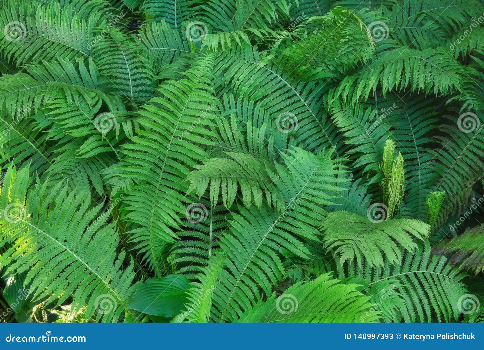 Fern Plants in the Shadow of Trees Stock Image - Image of outdoor, tree ...