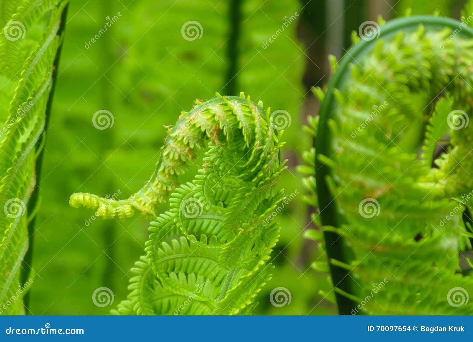 Fern Polypodiopsida stock photo. Image of seahorse, flowers - 70097654