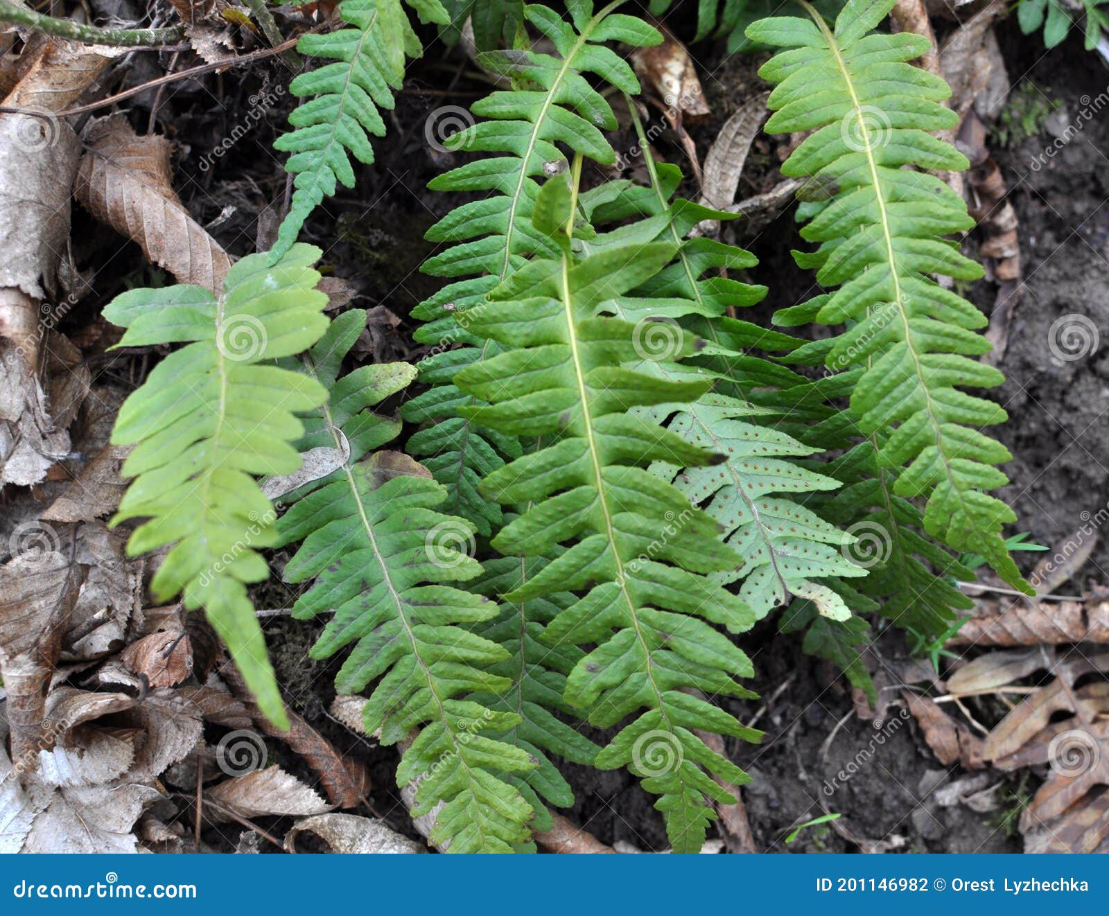 Fern Polypodium Vulgare Grows On A Rock In The Woods Stock Photo ...