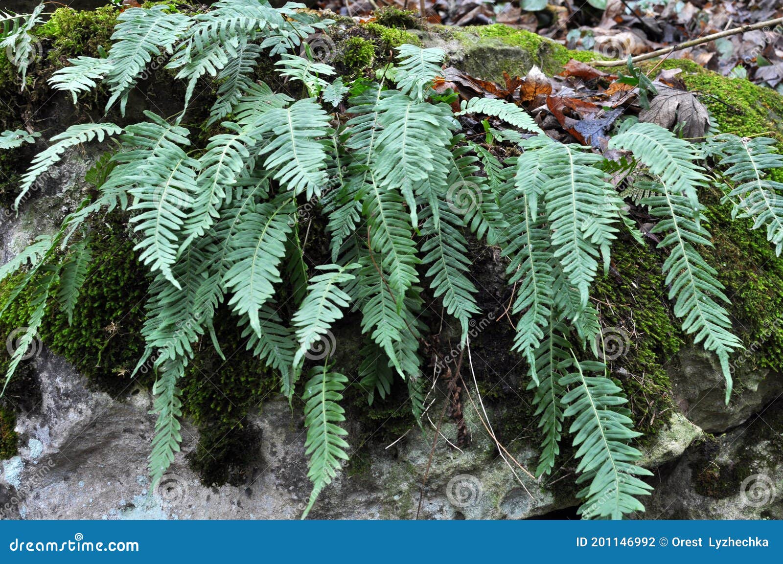 Fern Polypodium Vulgare Grows on a Rock in the Woods Stock Photo ...