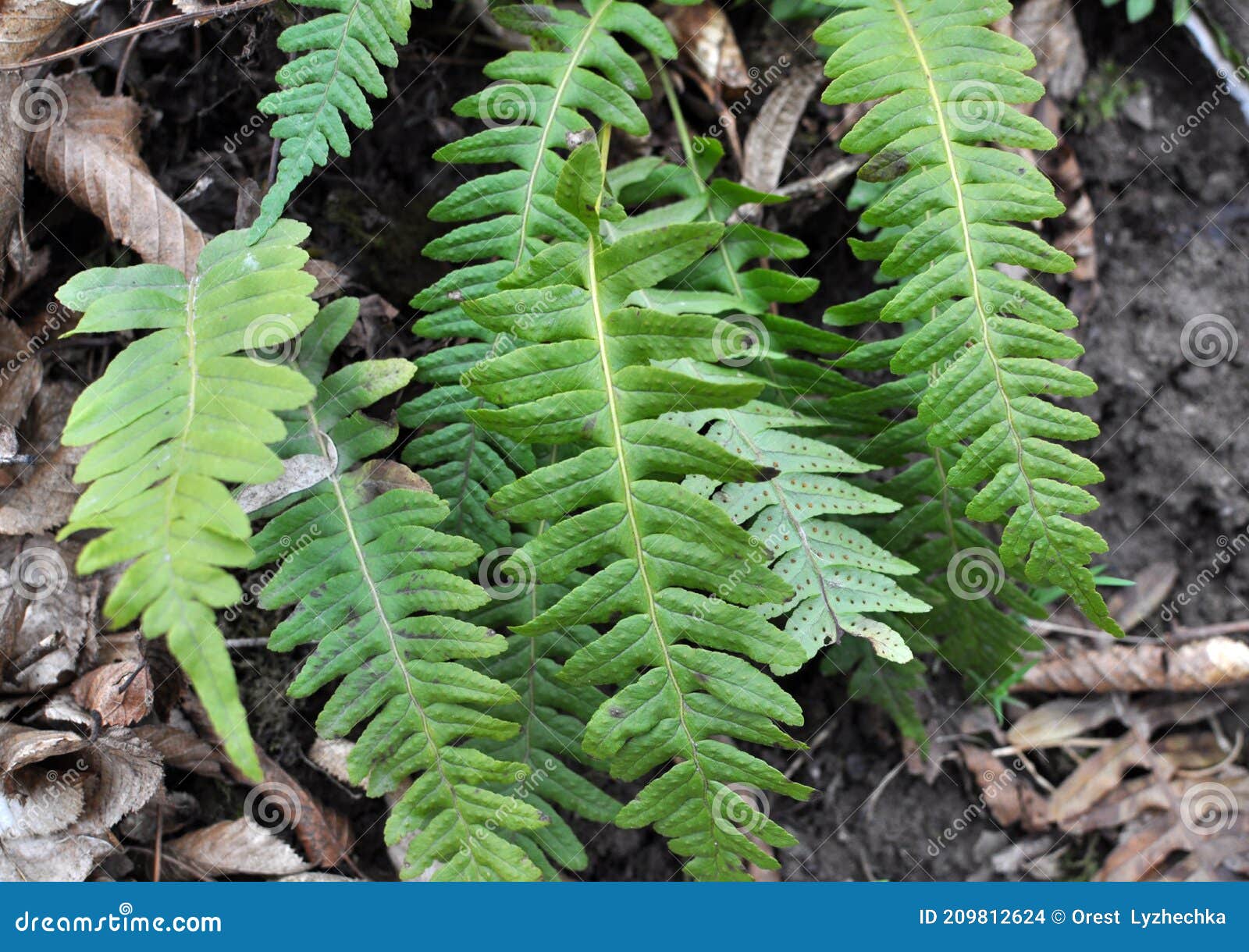Fern Polypodium Vulgare Grows On A Rock In The Woods Stock Photo ...