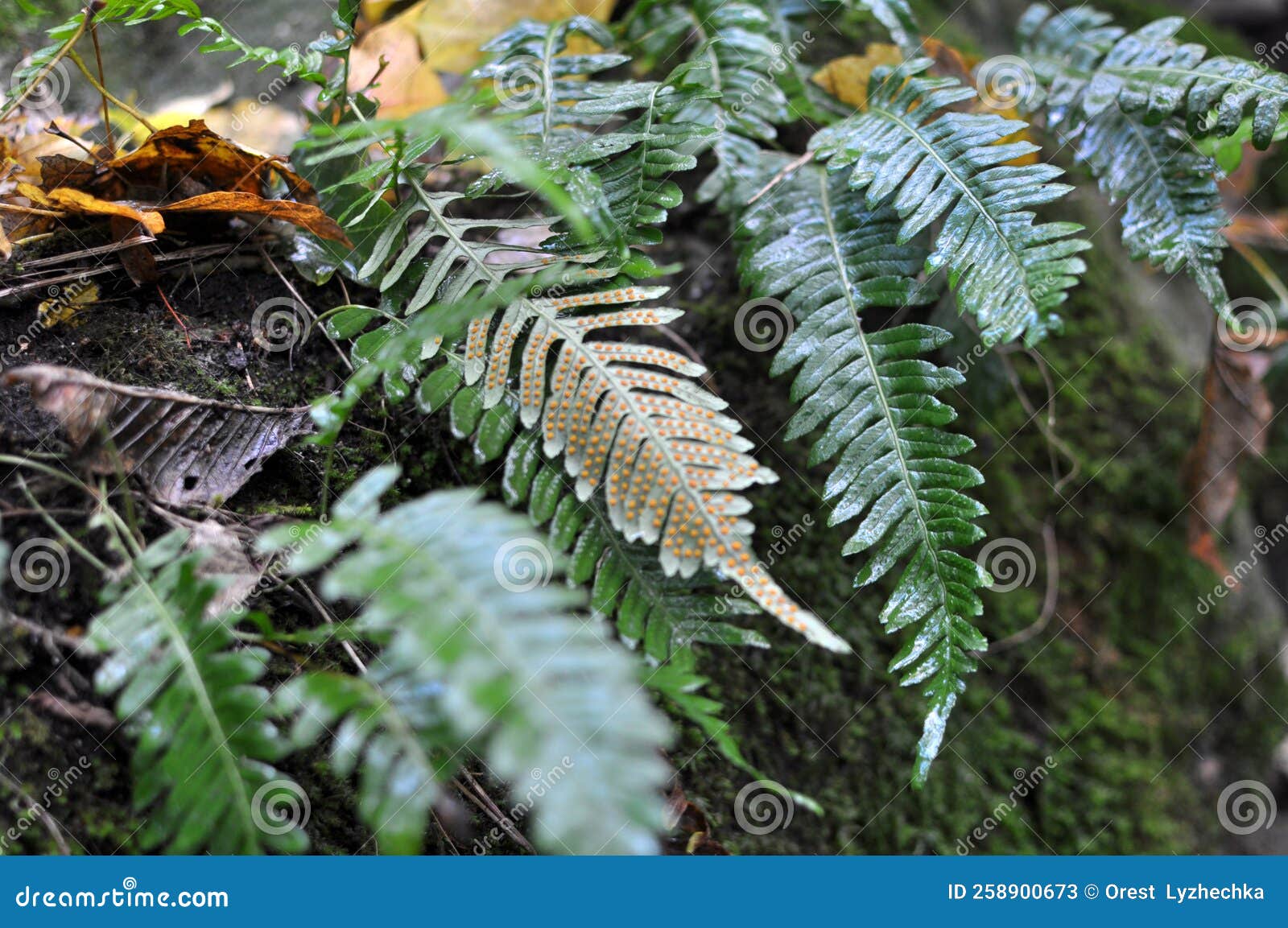 Fern Polypodium Vulgare Grows on a Rock in the Woods Stock Image ...