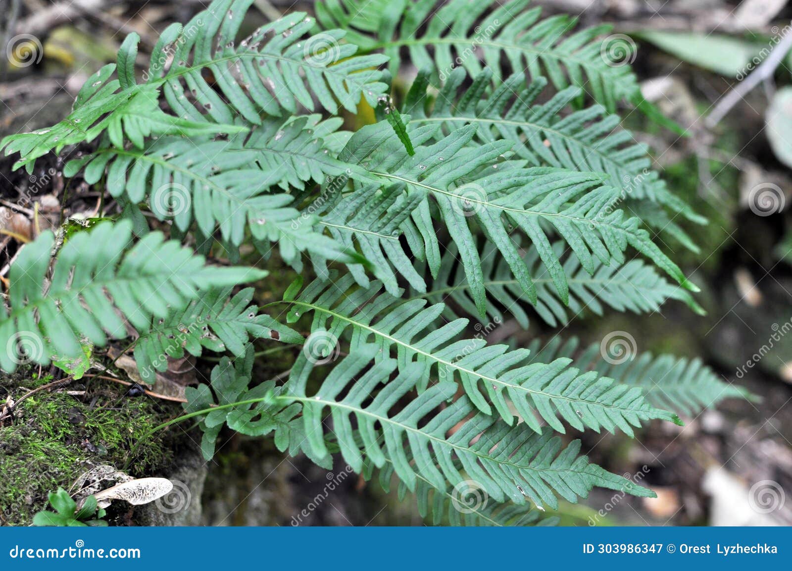Fern Polypodium Vulgare Grows on a Rock in the Woods Stock Image ...