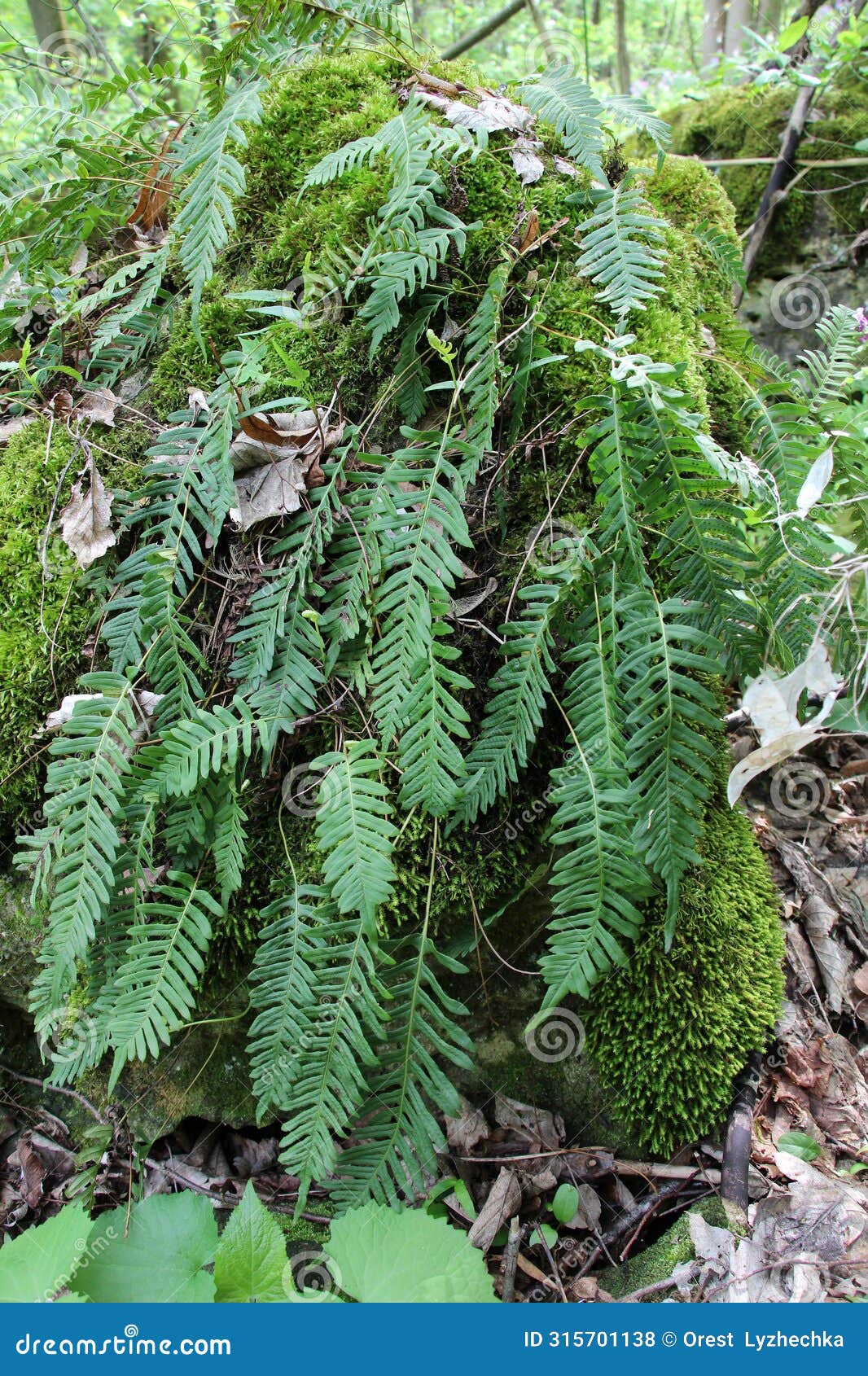 Fern Polypodium Vulgare Grows on a Rock in the Woods Stock Photo ...
