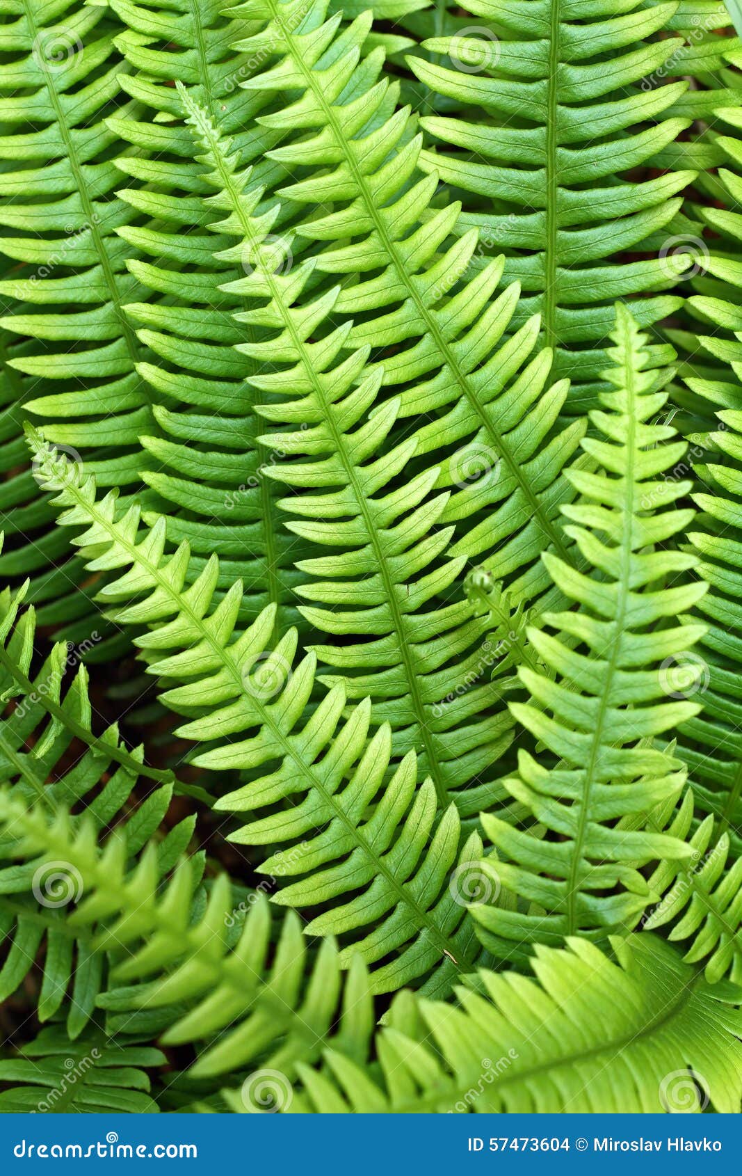 Fern Polypodium vulgare stock photo. Image of forest - 57473604