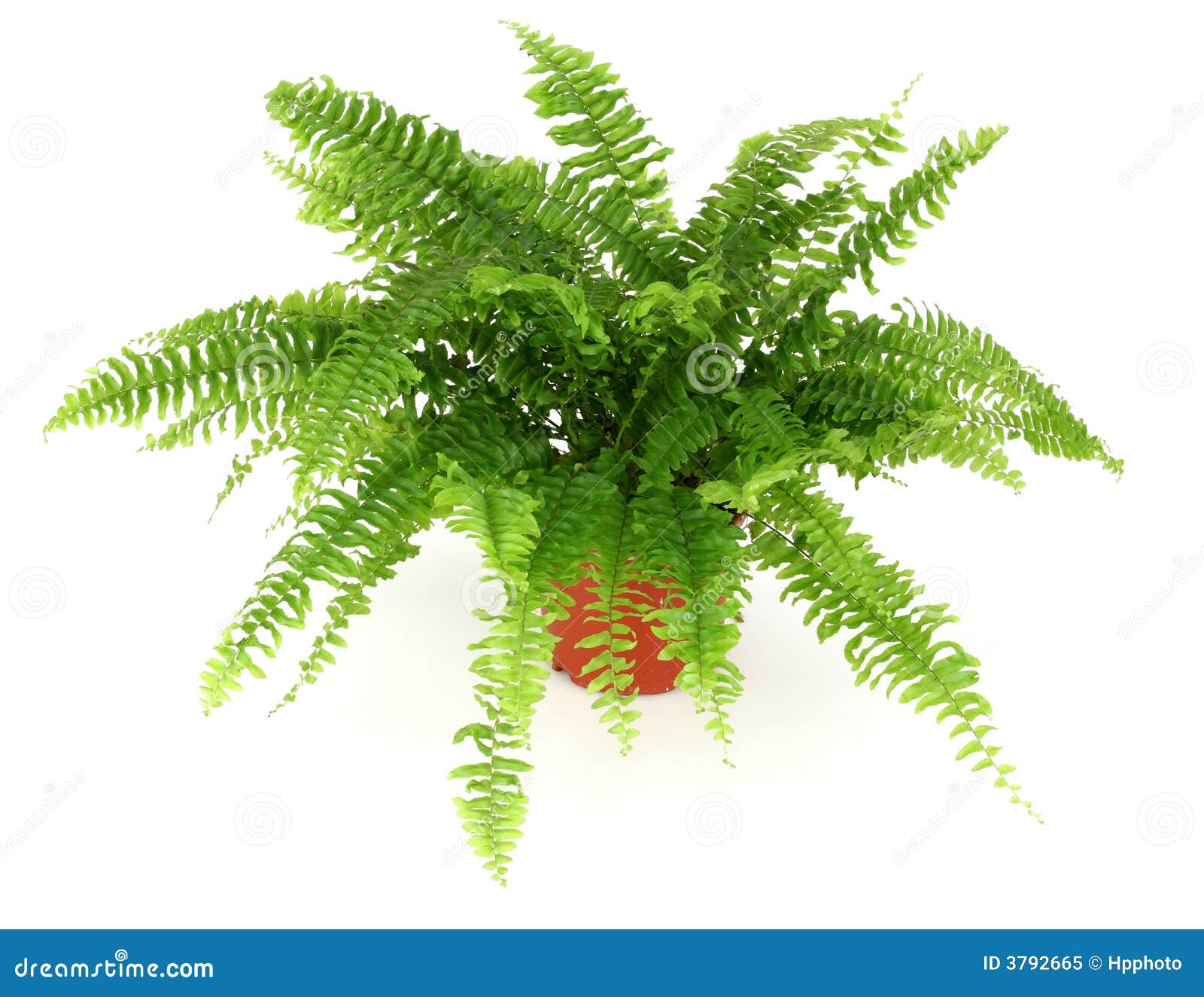 Fern in a pot stock image. Image of gardening, decorations - 3792665