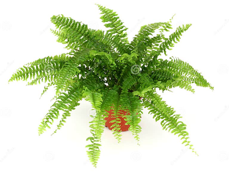 Fern in a pot stock image. Image of gardening, decorations - 3792665