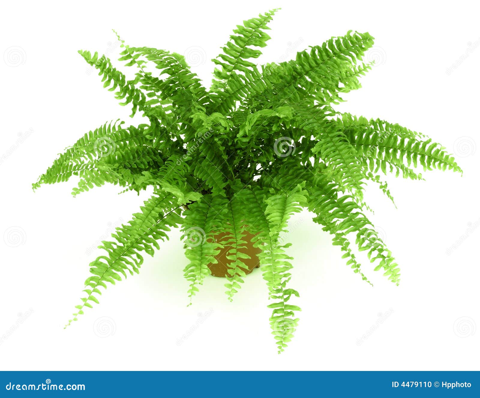 Fern in a pot stock photo. Image of garden, plant, yellow - 4479110