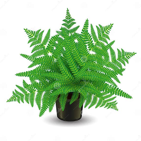 Fern in a pot stock vector. Illustration of springtime - 57010604