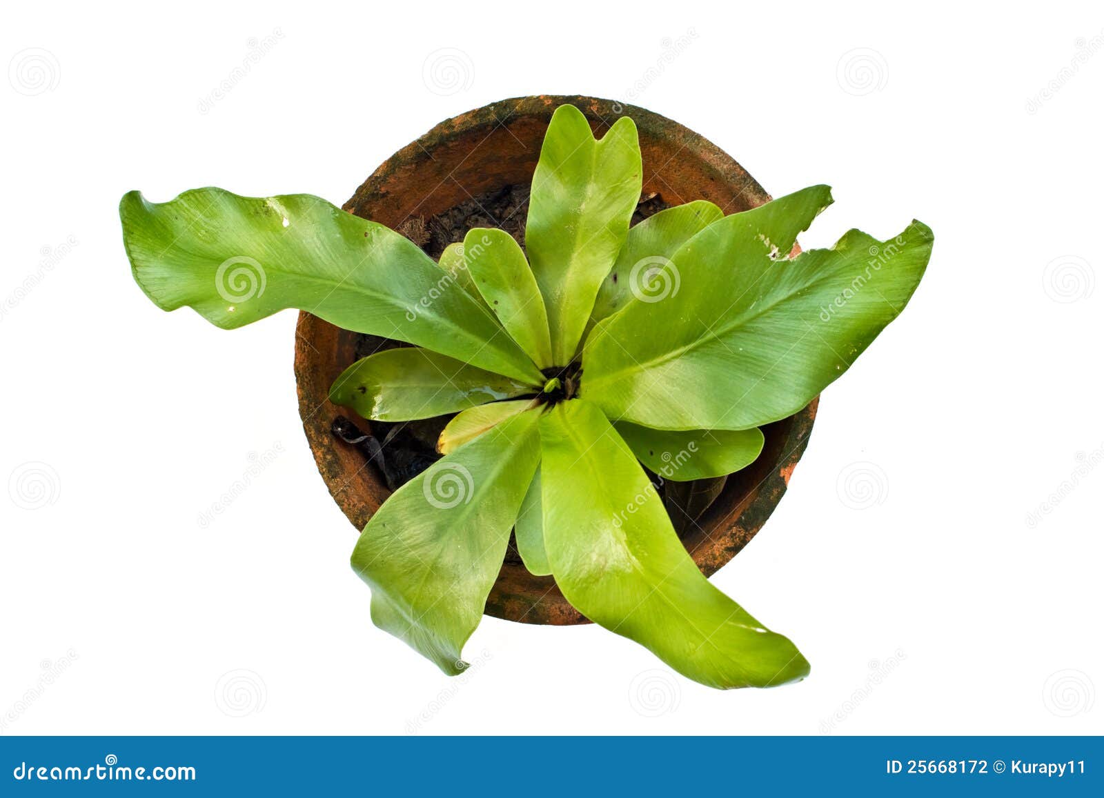 Fern in a Pot Isolated on White Stock Photo - Image of leaf ...