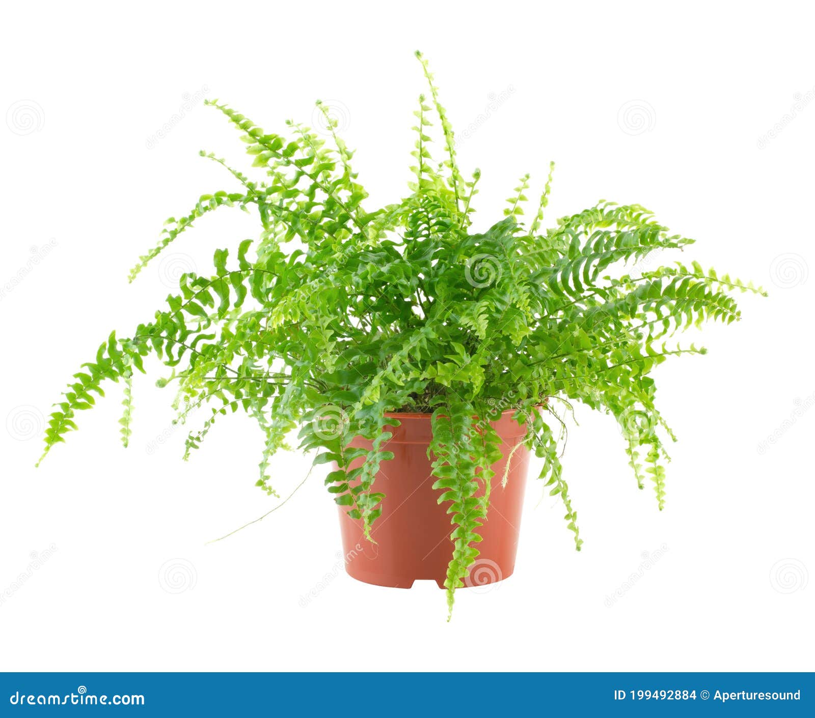 Fern in a pot isolated stock photo. Image of houseplant - 199492884