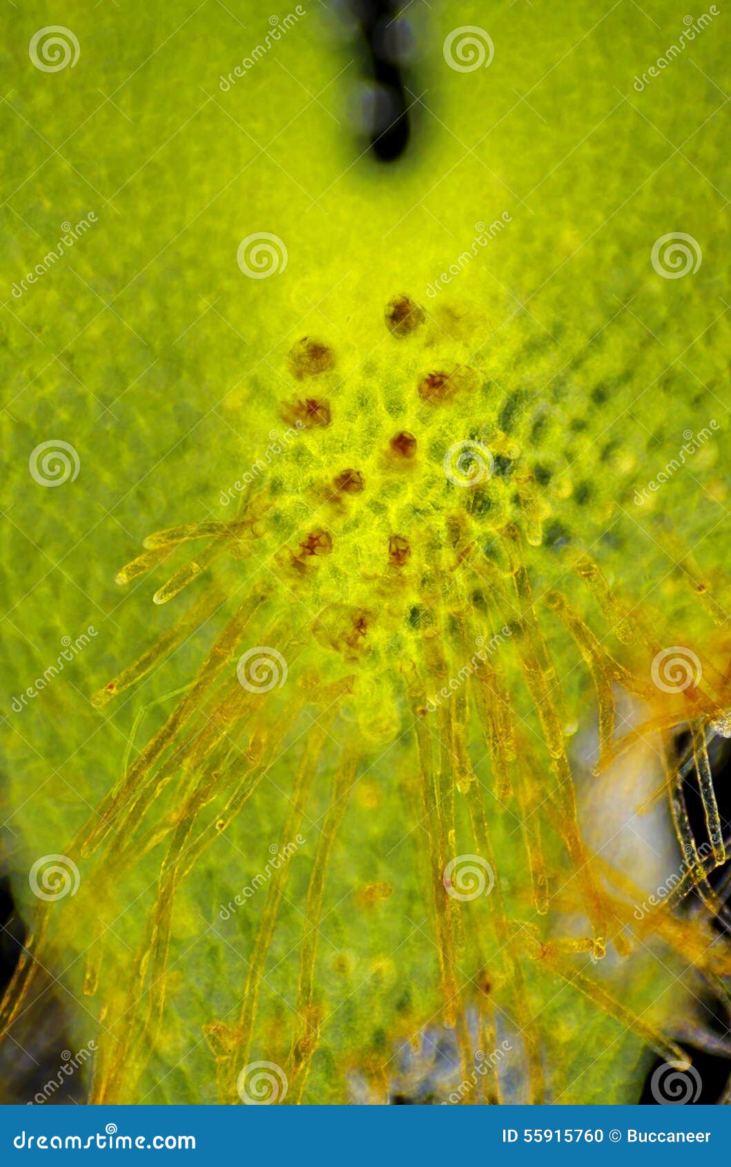 Fern Prothallium (prothallus) Stock Photo - Image of gametophyte ...