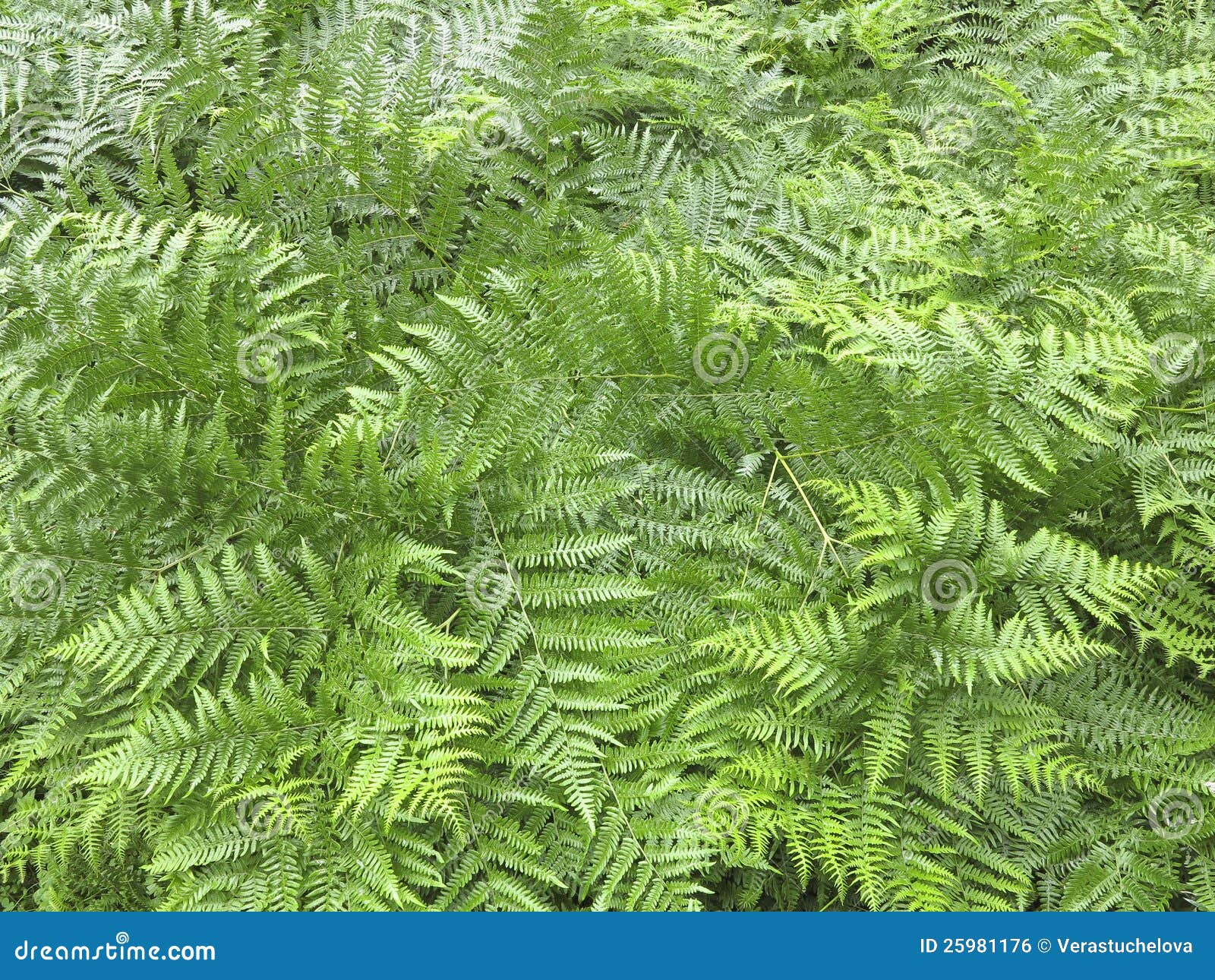 Pteridium Aquilinum, Also Known As Eagle Fern, Is A Species Of Fern ...