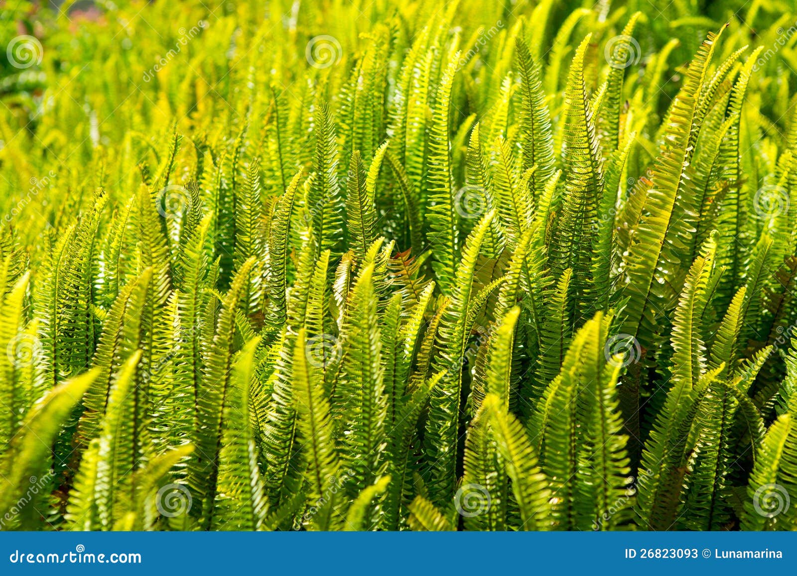 Fern Pteridium Aquilinum Plant in Canaries Stock Image - Image of ...