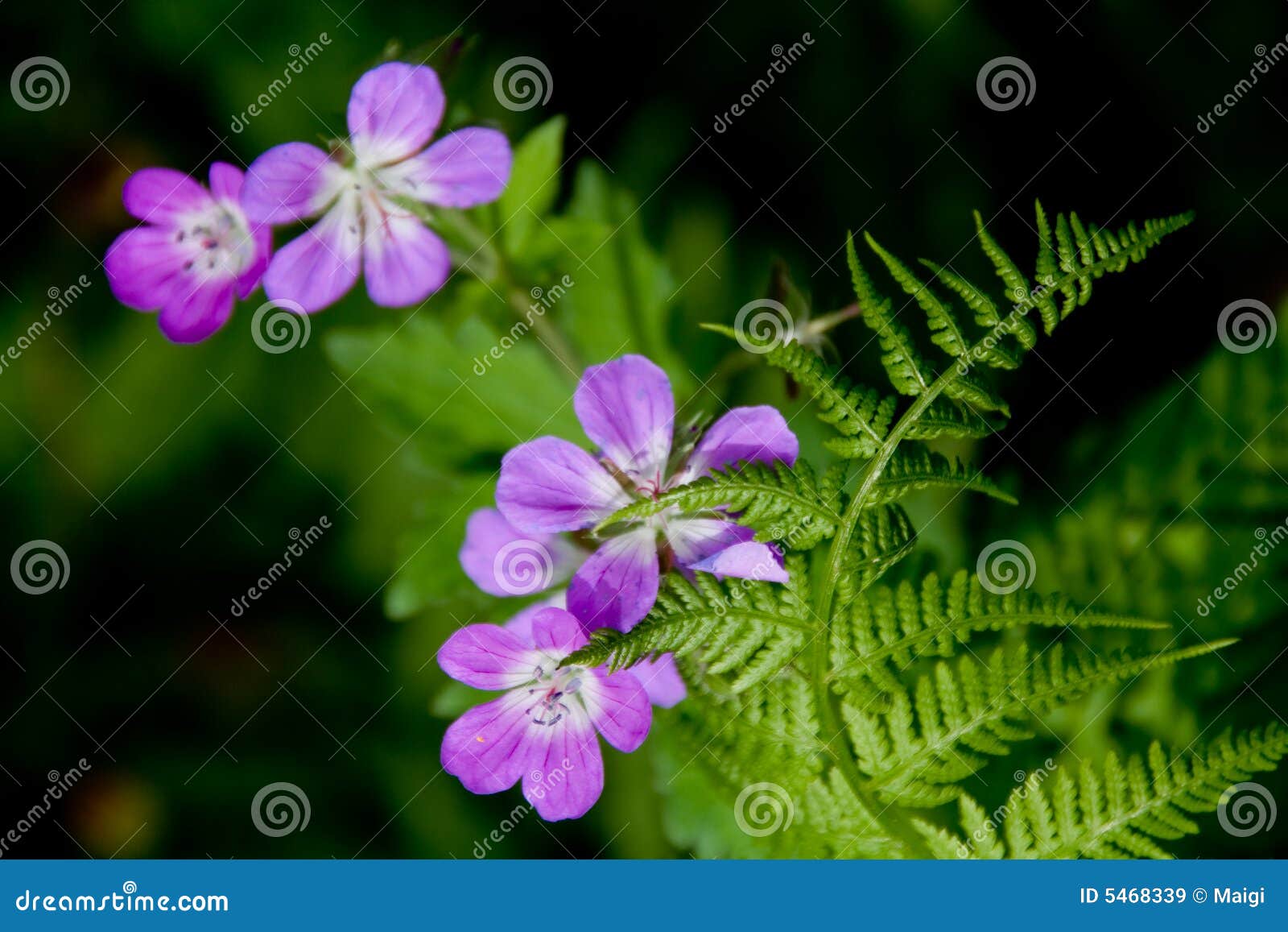 Fern and Purple Flowers stock image. Image of growing - 5468339