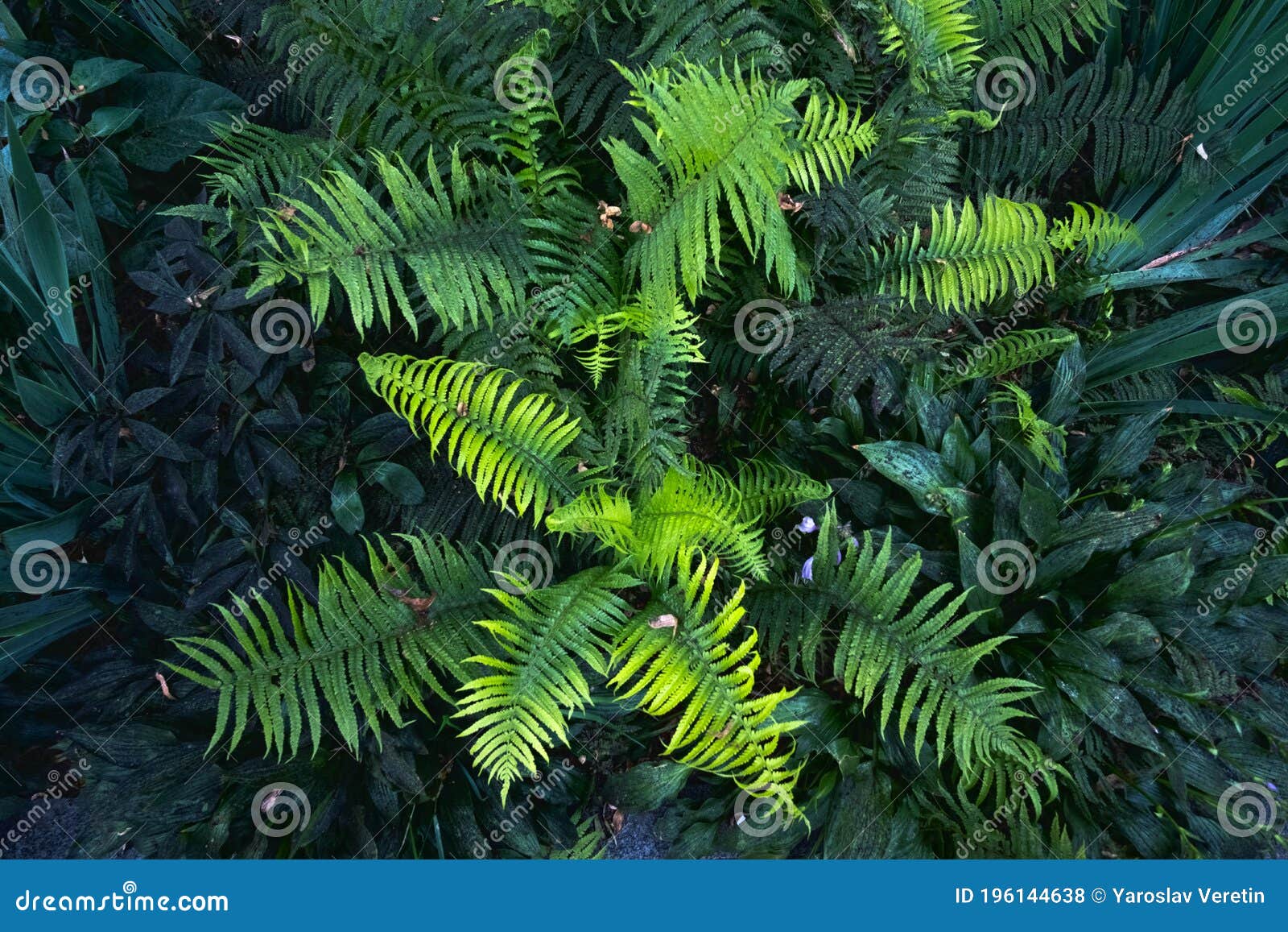 Fern in a Rain Forest Jungle with Sun Rays Shining through Stock Photo ...