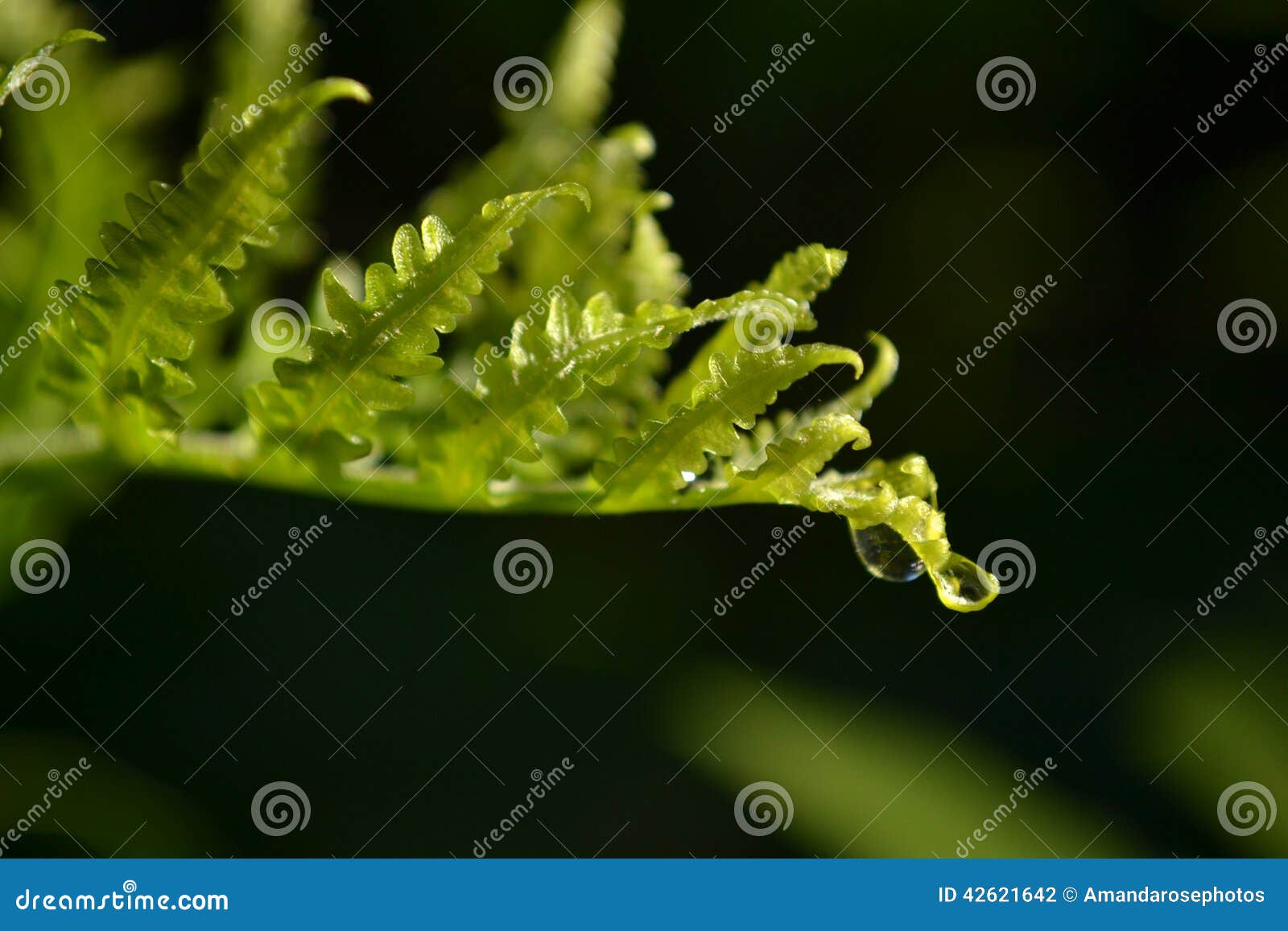 Fern with Raindrops stock photo. Image of nature, outdoors - 42621642