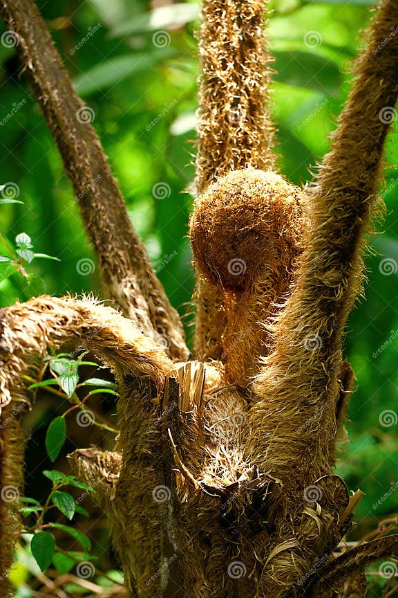 Fern stock image. Image of exotic, aerial, green, beauty - 30116149