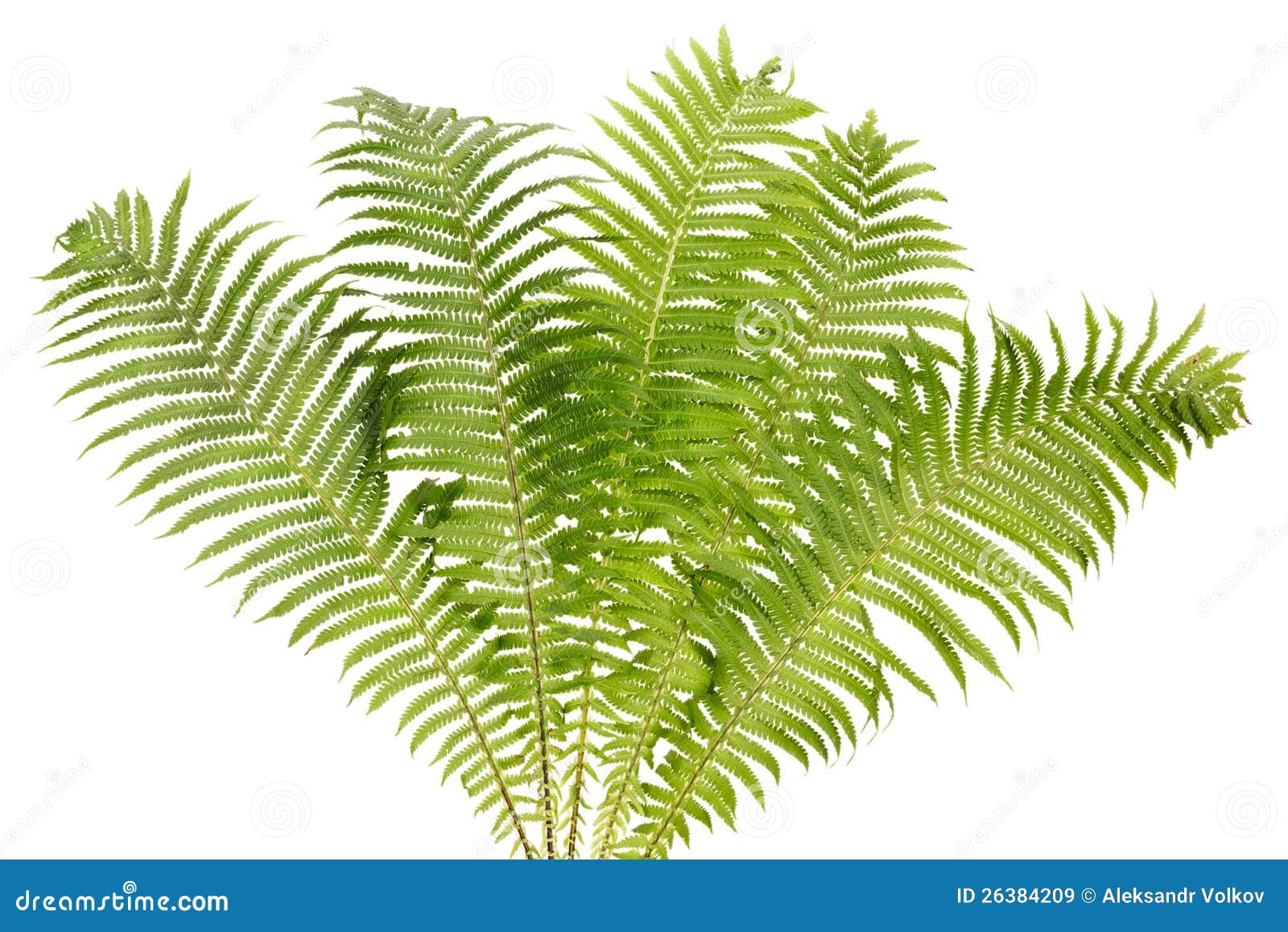 Fern real bush isolated stock image. Image of yellow - 26384209