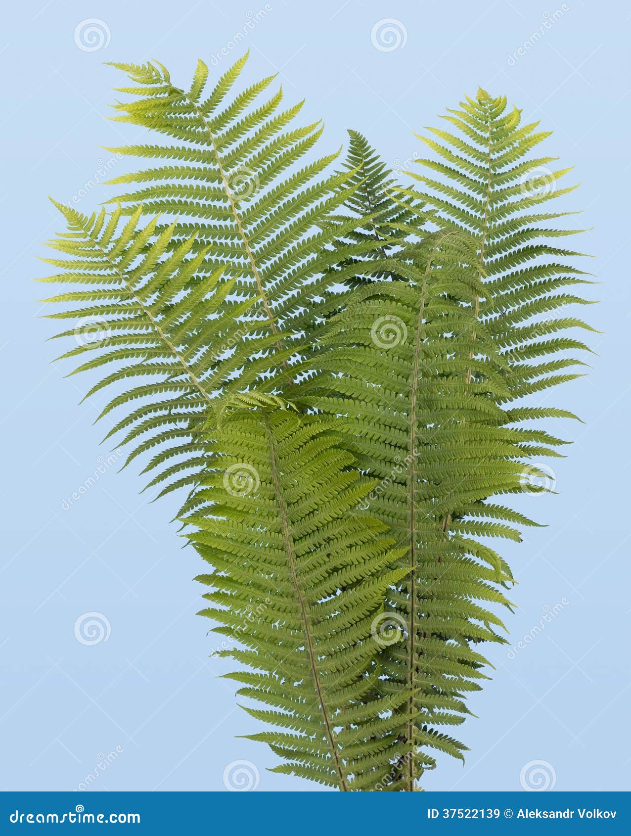Fern Real Bush Isolated on Sky Stock Image - Image of wild, nature ...