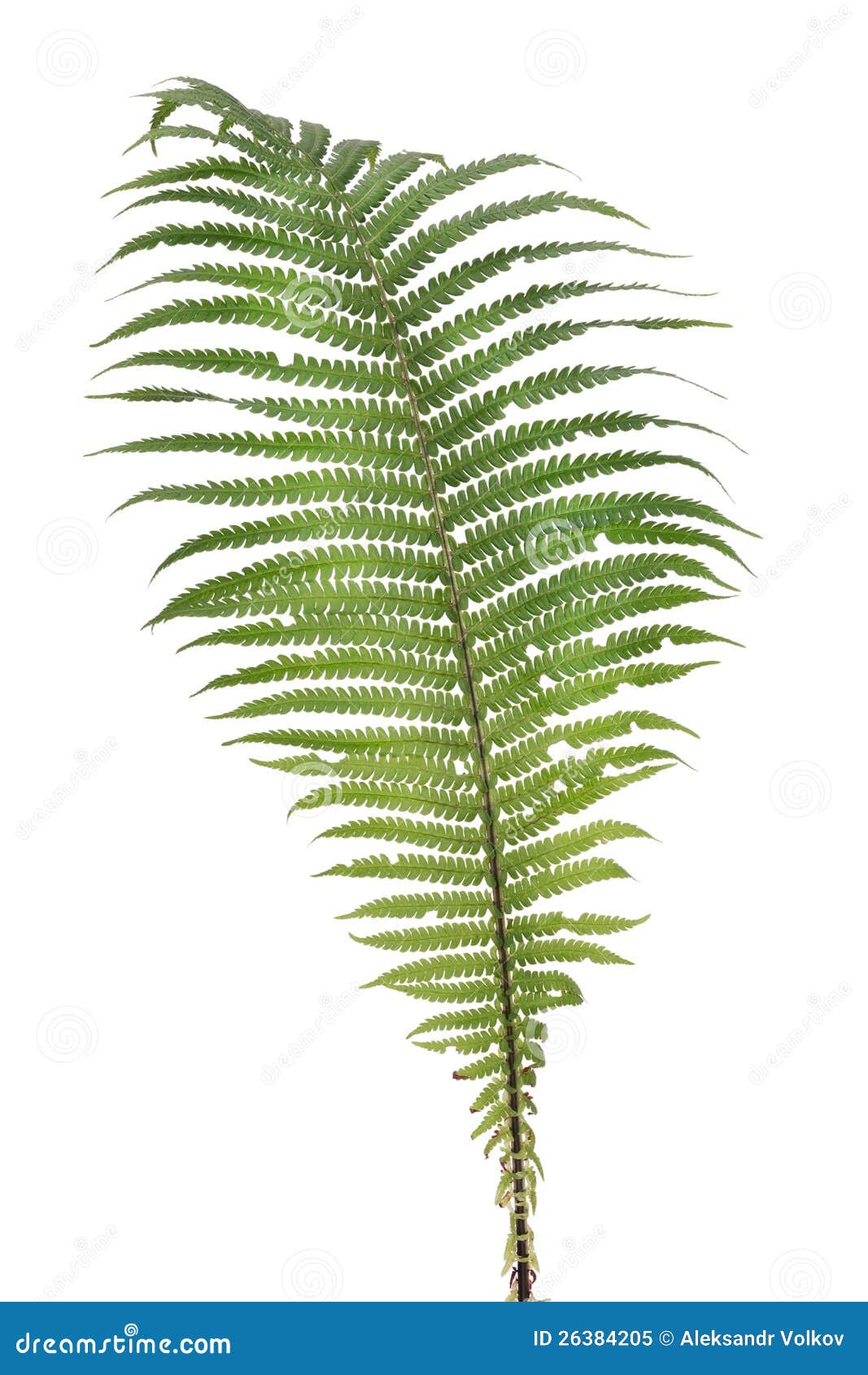Fern Real Forest Leaf Isolated Stock Image - Image of woods, fern: 26384205