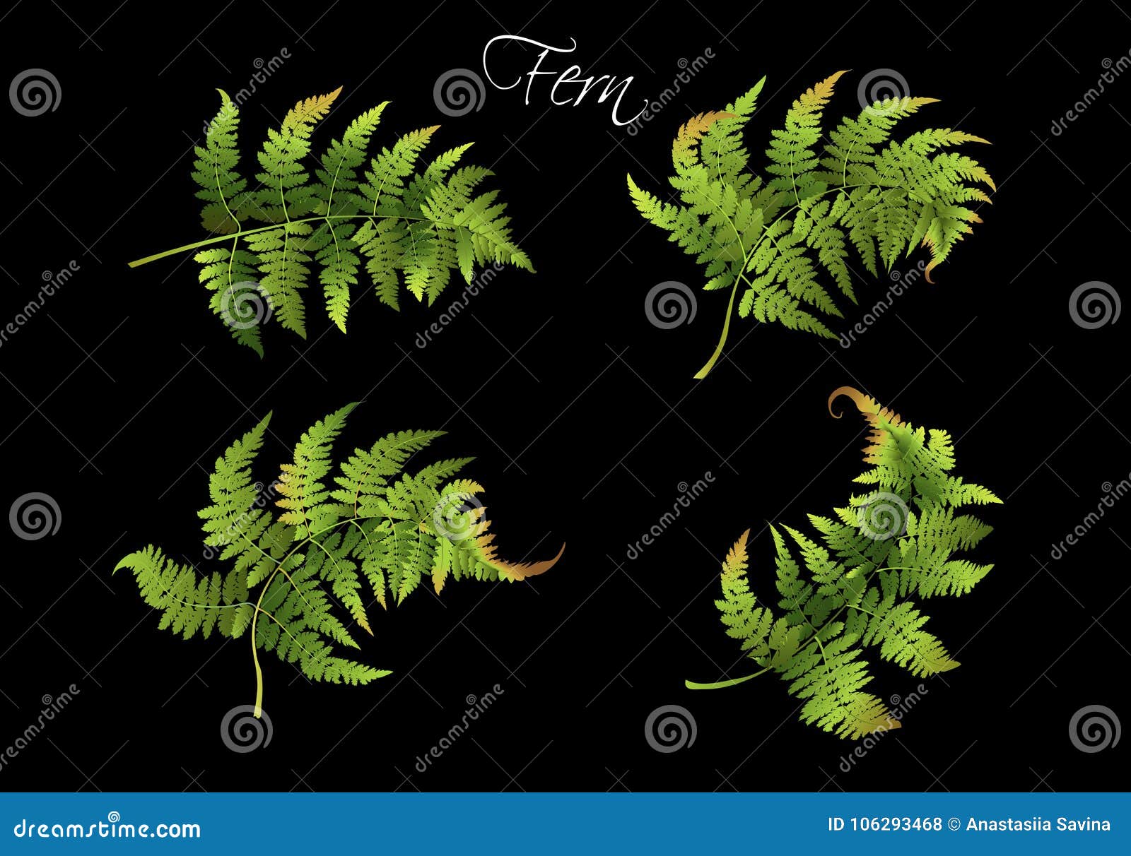 Fern realistic set stock vector. Illustration of botanic - 106293468