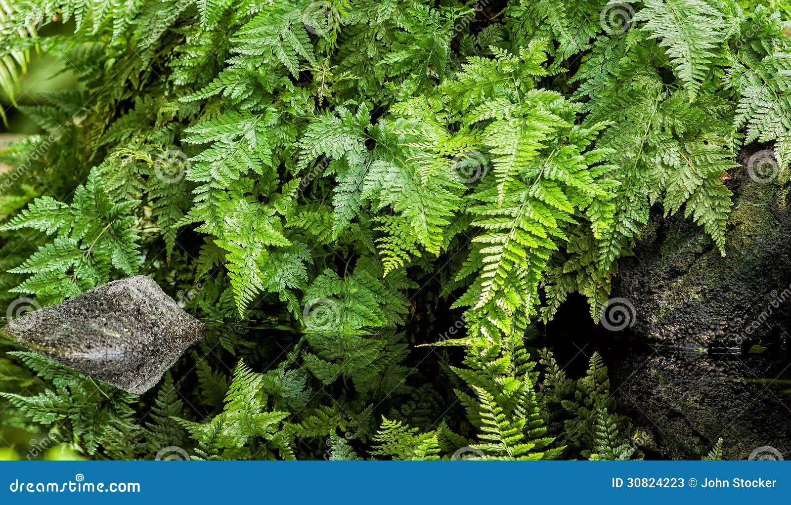 Fern Reflection stock image. Image of peaceful, shrubbery - 30824223