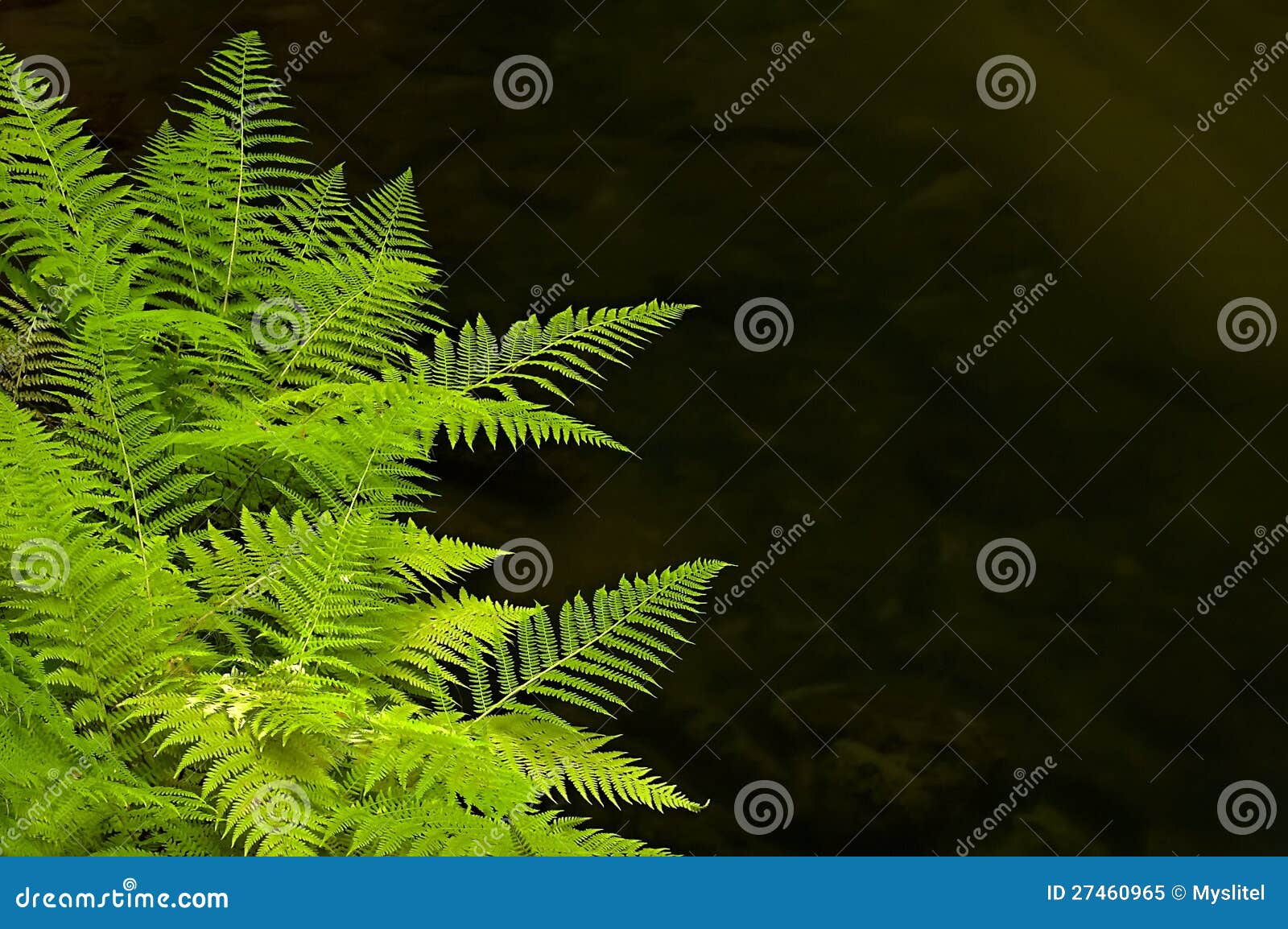 Fern River stock image. Image of outdoors, plant, green - 27460965
