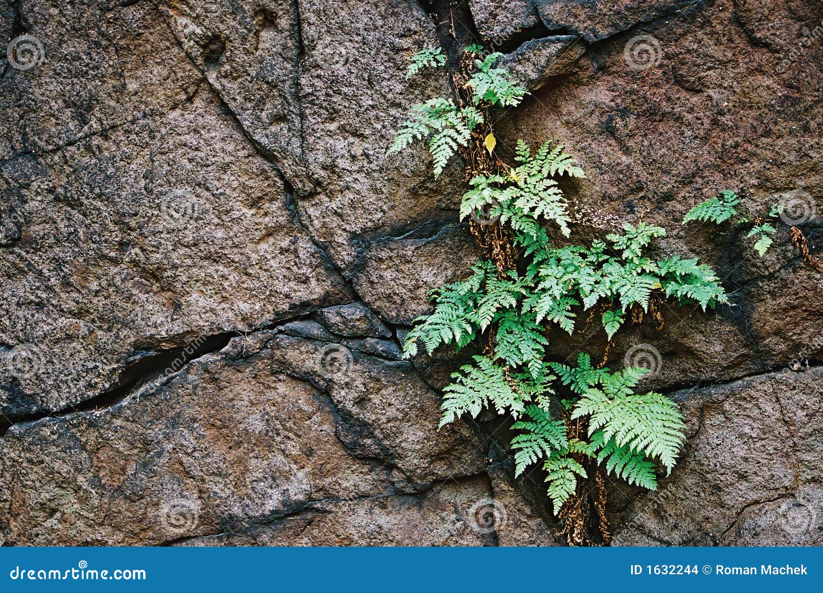 Fern in rock stock photo. Image of chlorophyll, plant - 1632244
