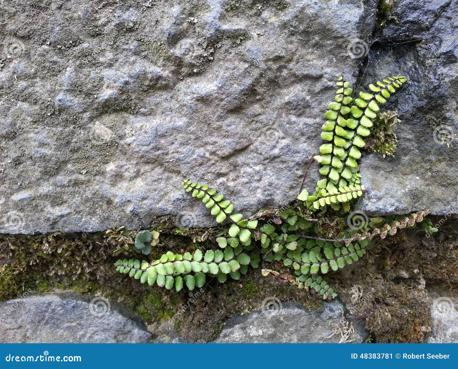Fern on rock stock image. Image of macro, stonewall, rock - 48383781