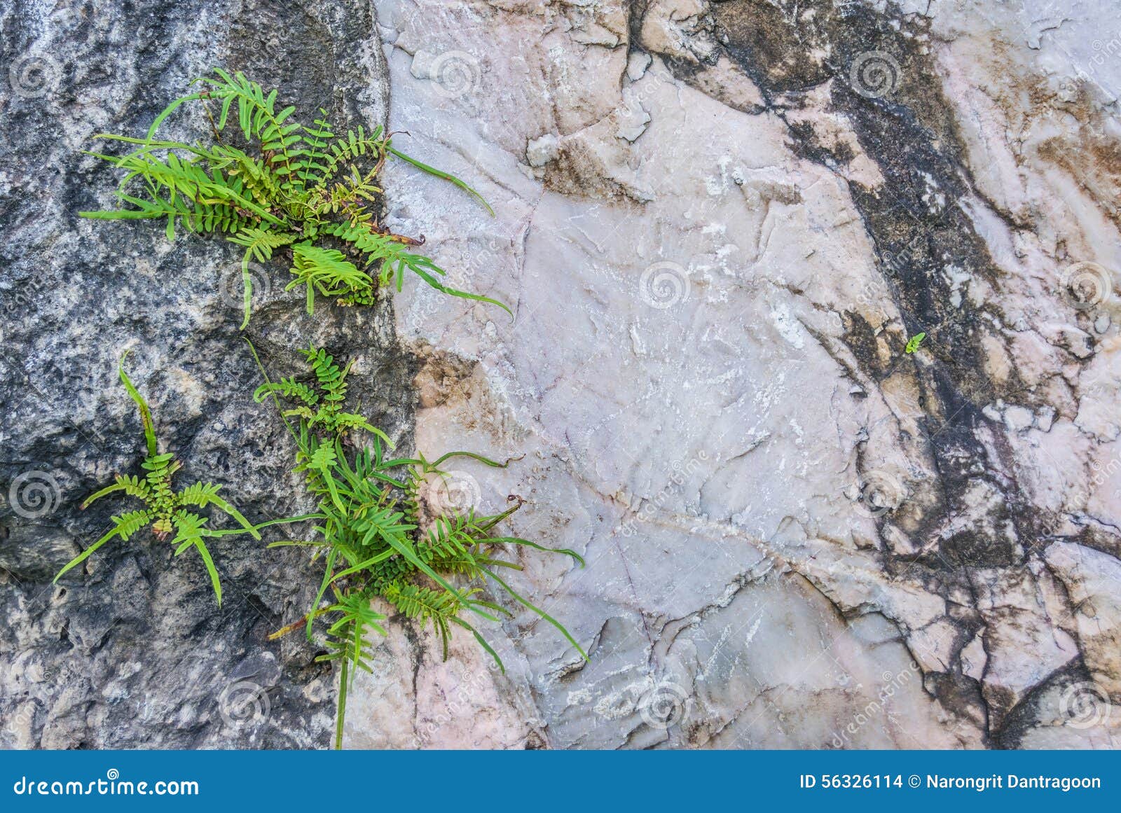 Fern on the rock stock photo. Image of natural, background - 56326114