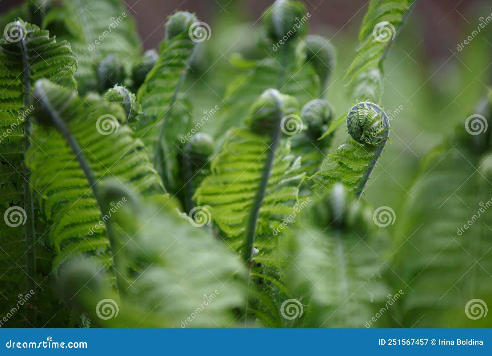 Fern. Rolled Leaves of a Young Fern Bush Stock Image - Image of ...