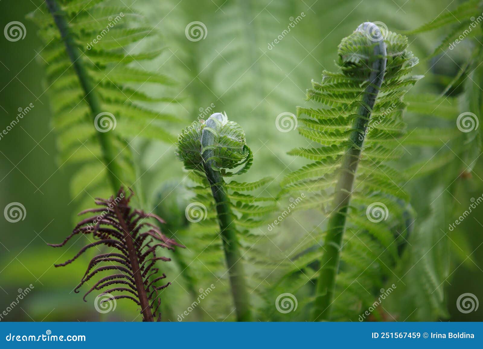 Fern. Rolled Leaves of a Young Fern Stock Image - Image of ferns, fresh ...