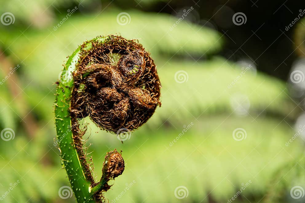 Fern - rolled texture stock photo. Image of lands, surface - 321541112