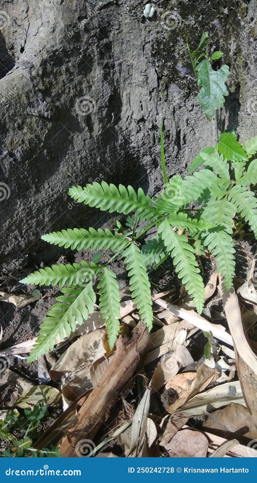 Fern between root stock photo. Image of branch, flower - 250242728