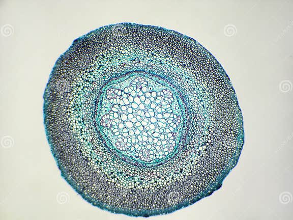 Fern root cross section stock photo. Image of scientific - 5603746