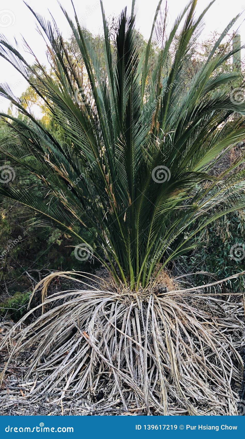 Fern with large roots stock image. Image of fern, roots - 139617219