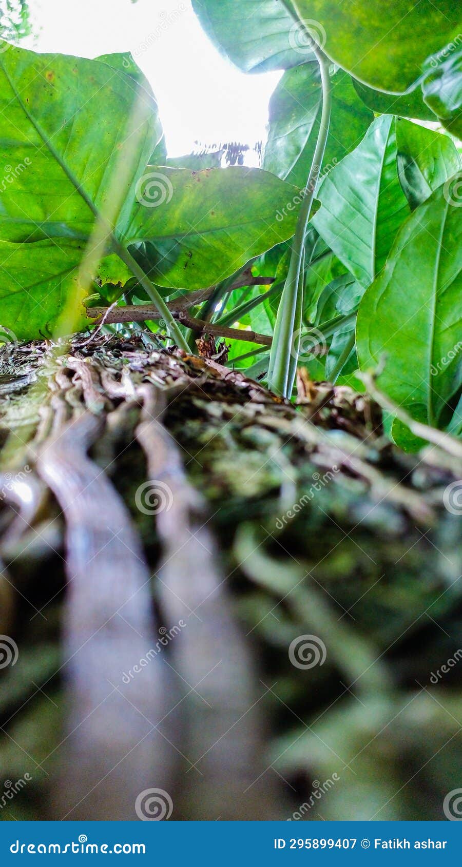Fern Roots Spread Along a Tree and Take Nutrients from the Tree Trunk ...