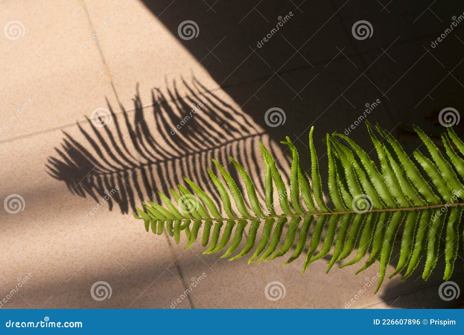 Fern and Shadow on the Ground Stock Photo - Image of leaves, grass ...