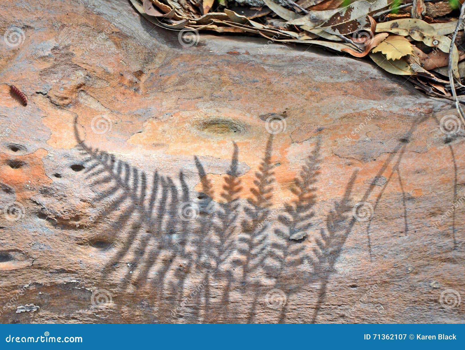 Fern shadow on tree bark stock image. Image of leaf, fern - 71362107