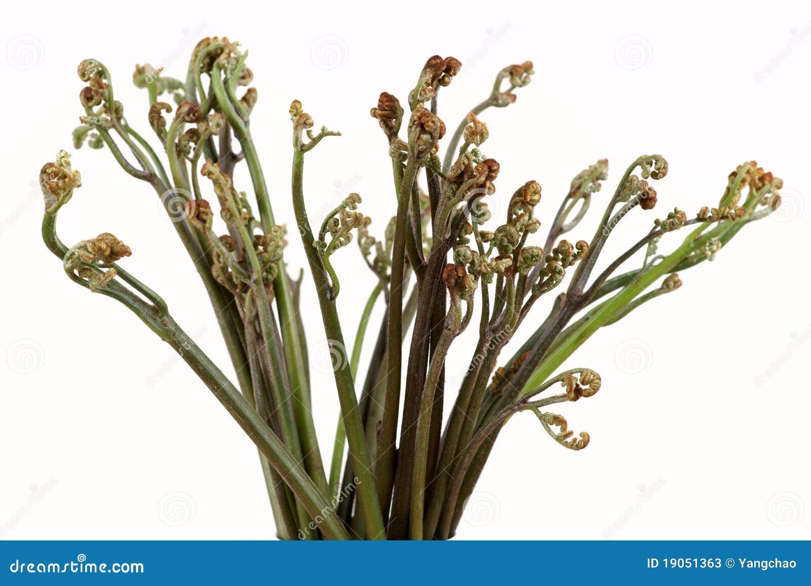 Fern shoot stock image. Image of leaf, foliage, tropical - 19051363