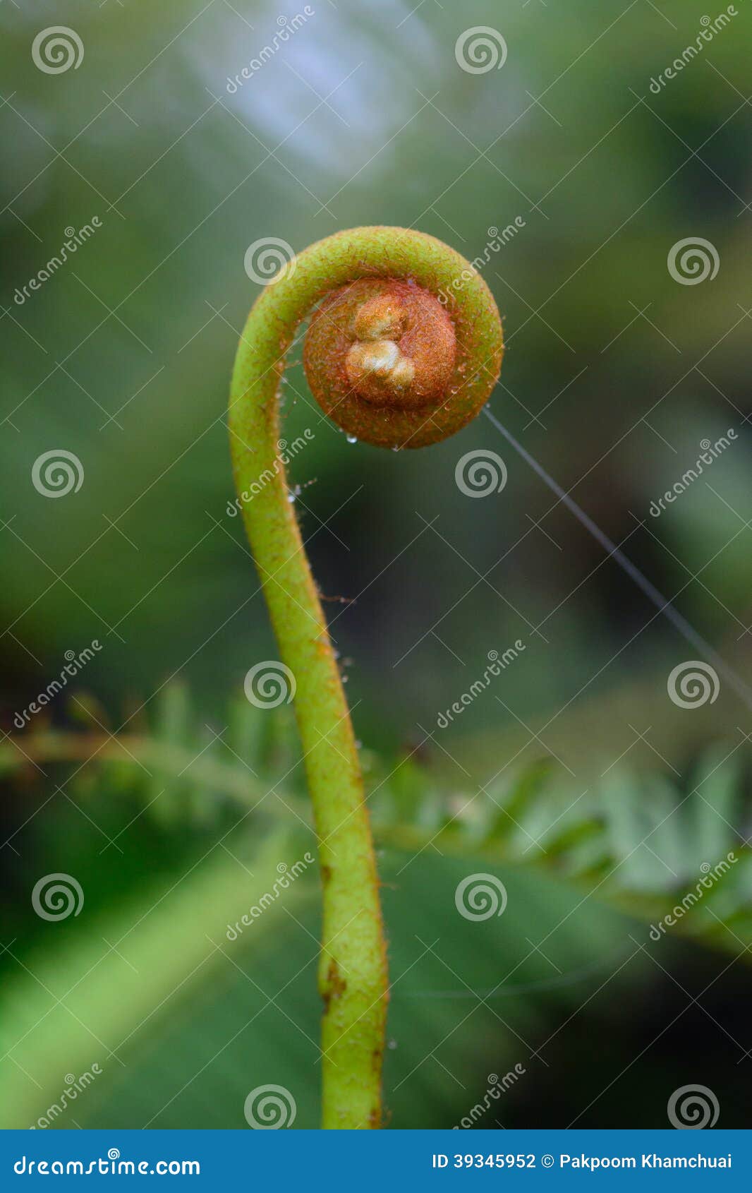 Fern shoot stock photo. Image of sunshine, blossom, fern - 39345952