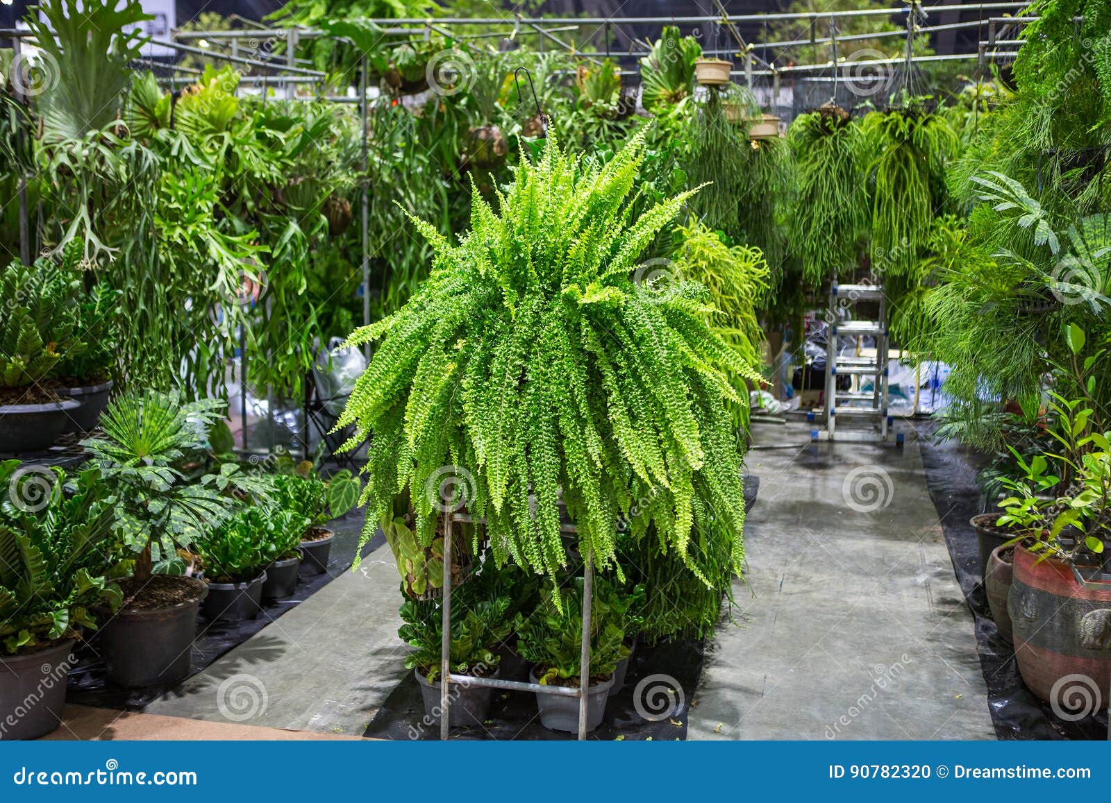 Fern shop stock photo. Image of modern, decorative, artificial - 90782320