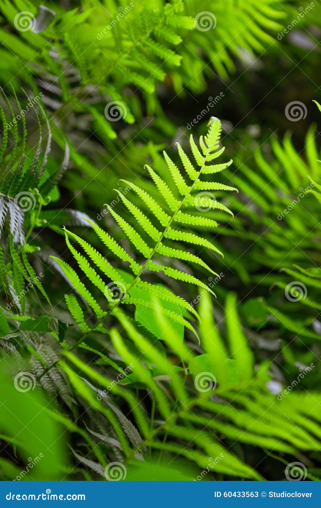 Fern Shrubs in Natural Environment - Pteridium Aquilinum Stock Image ...